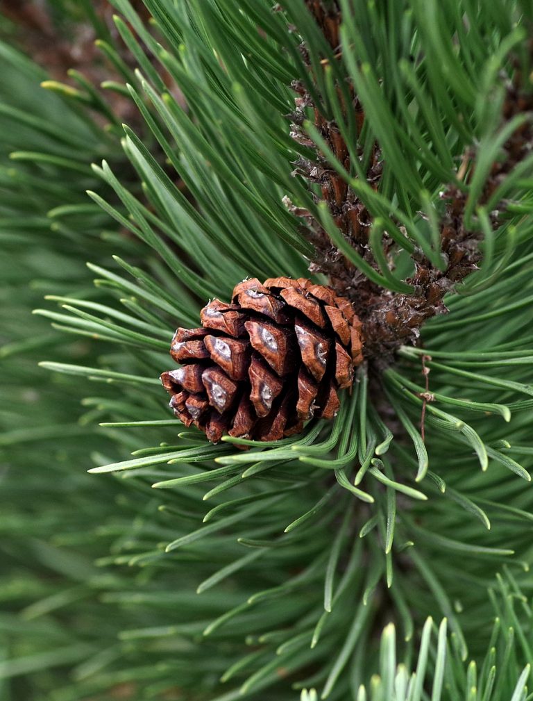 Fiche résumée Pin Laricio, format pdf à imprimer vous même – Puressence ...